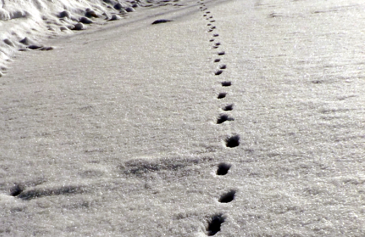 LEGISinfo: Tips for Tracking Federal Bill Activity – Know How, the blog ...