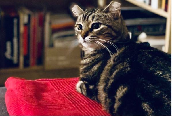Cats in Court – Know How, the blog of the Great Library